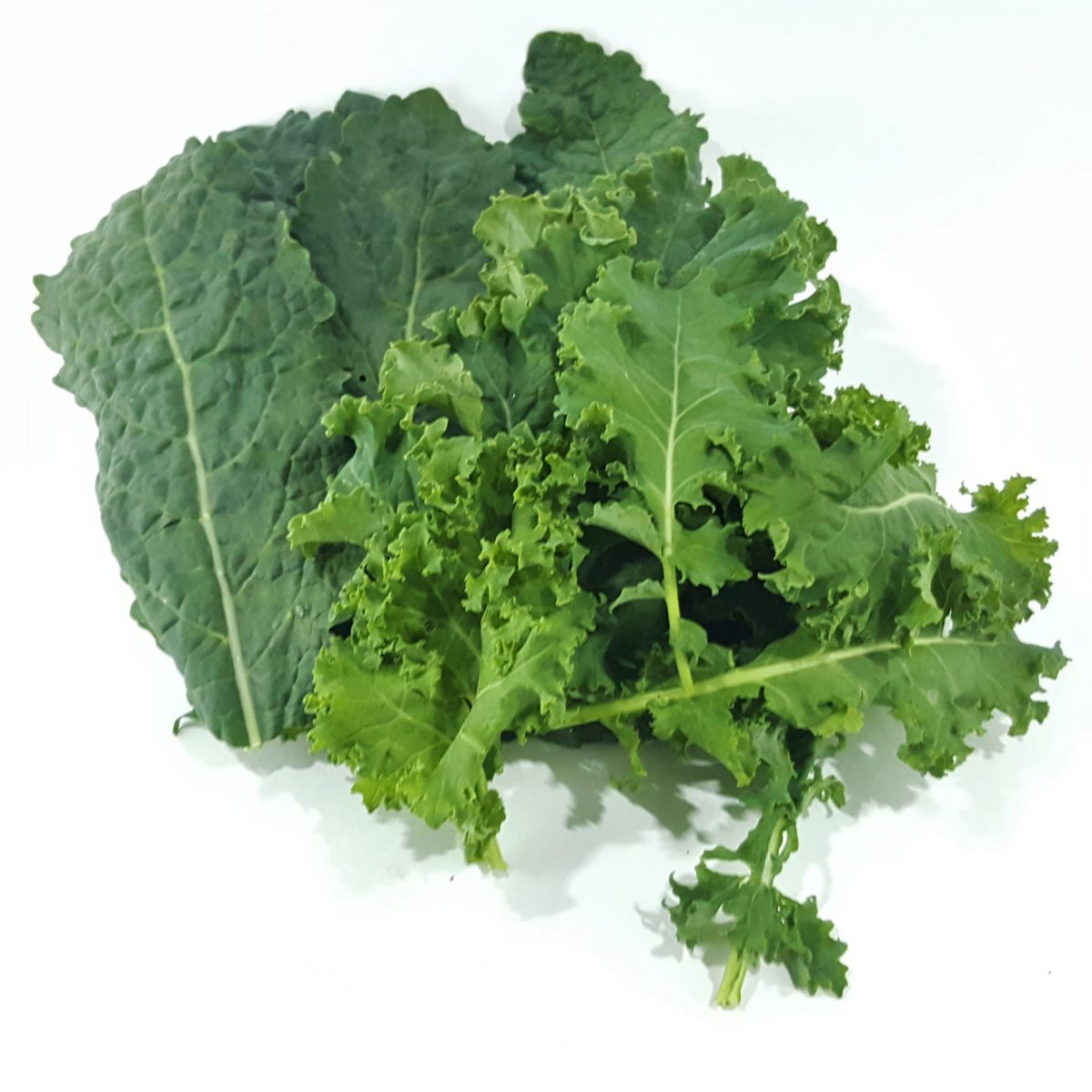 Ensaladas y hojas de Lechugas – Legumé Foods